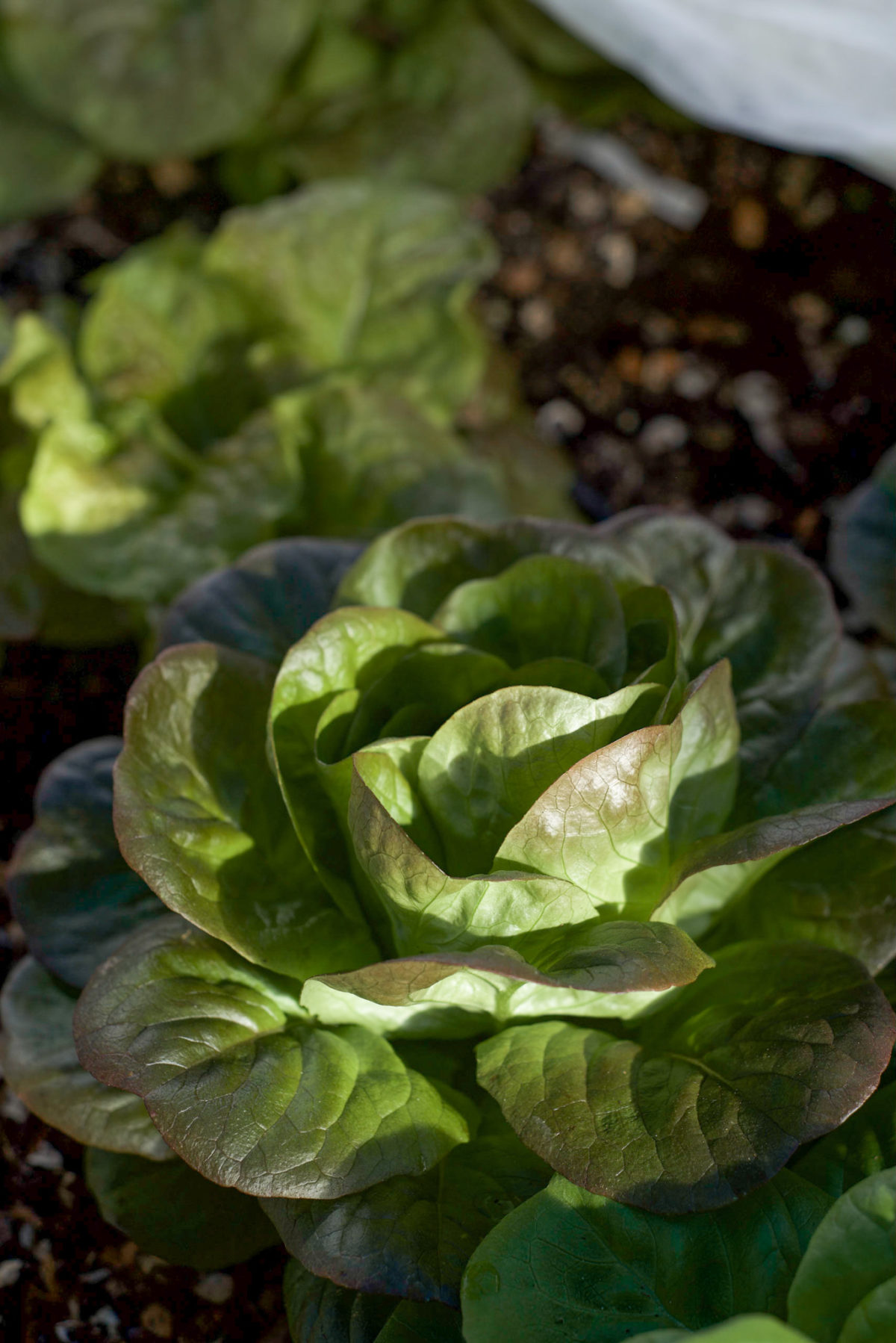 How To Cut Lettuce For Multiple Harvests - GROWING WITH GERTIE