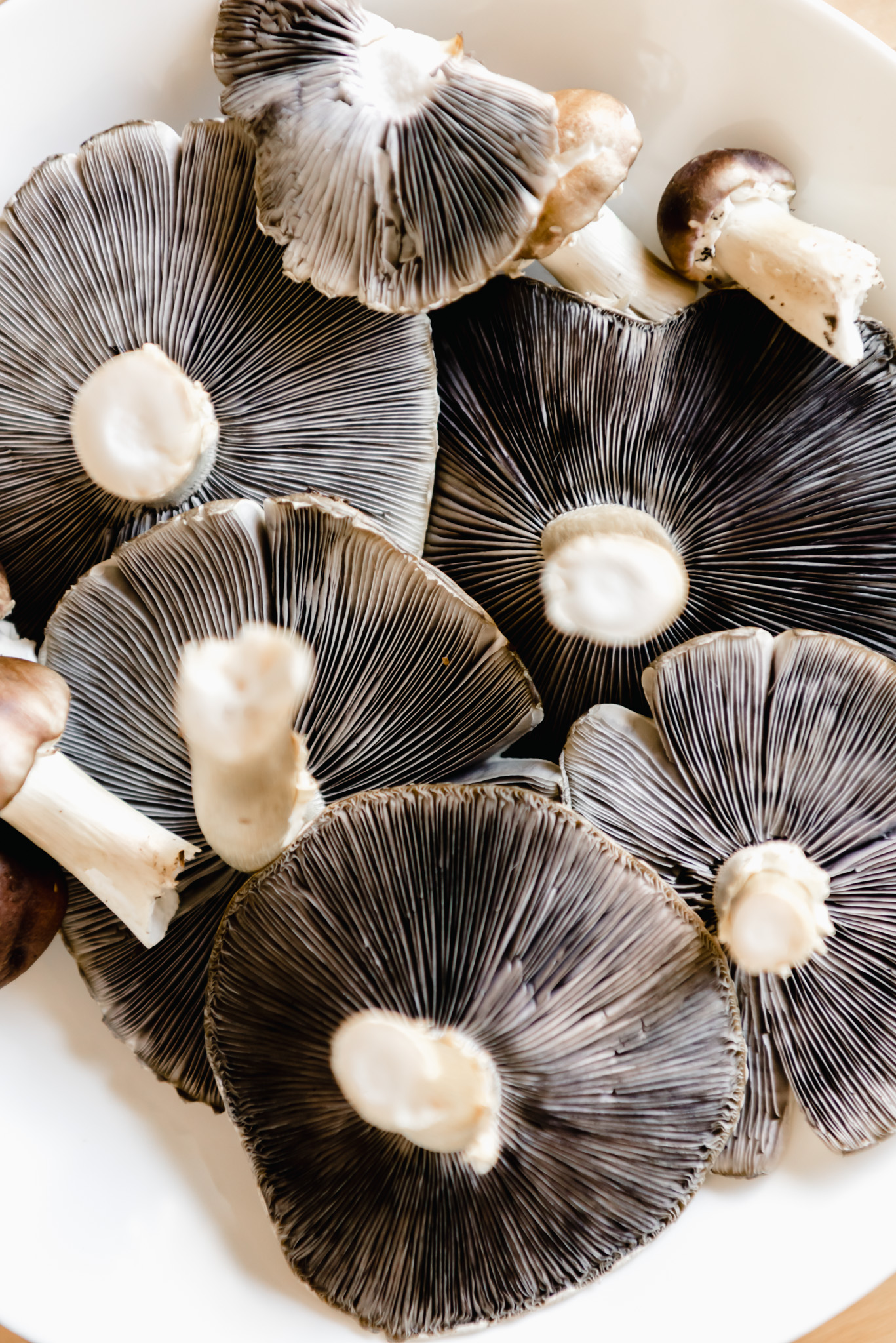 Growing Wine Cap Mushrooms (& How To Use Them) - GROWING WITH GERTIE