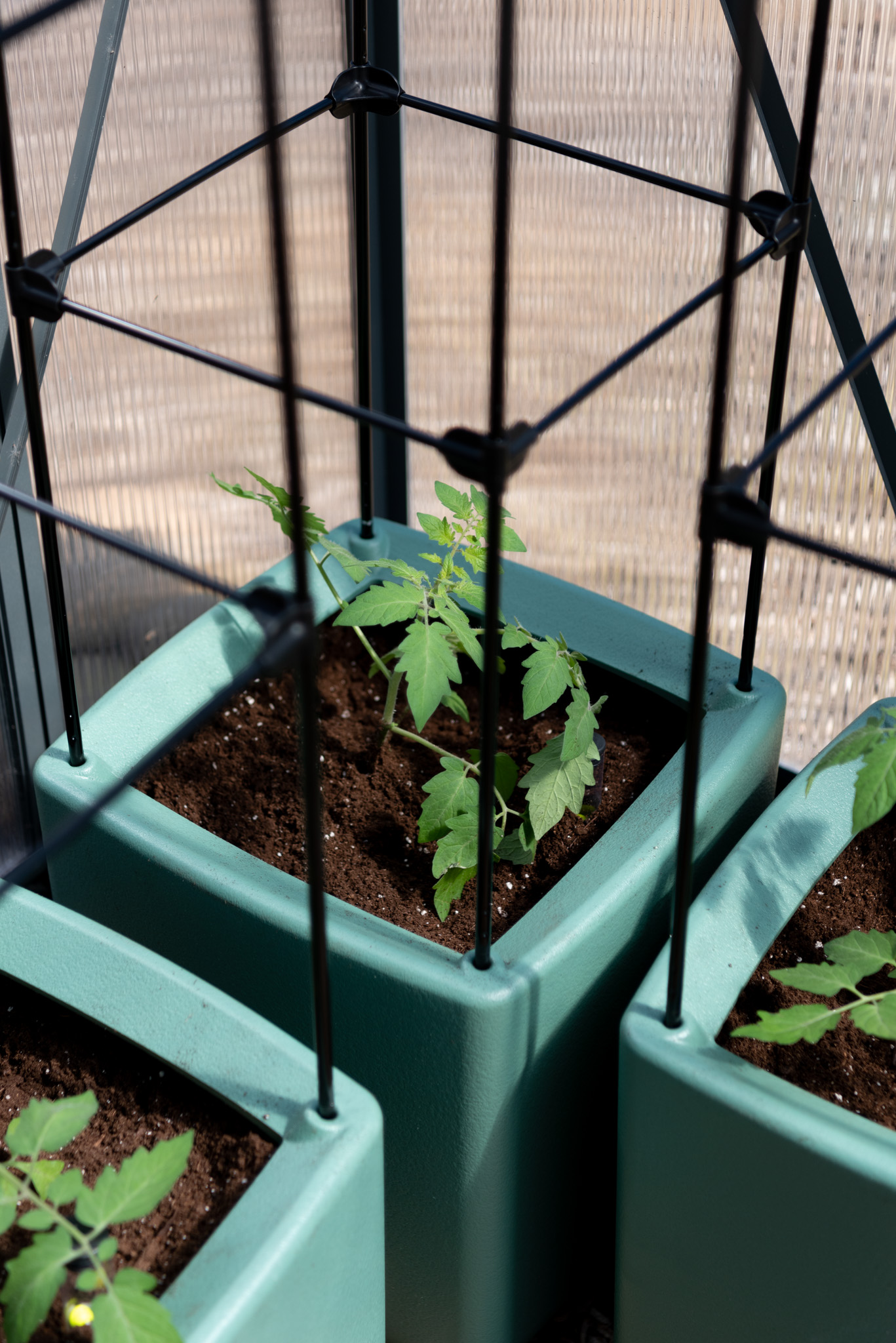 Growing Tomatoes In Pots - GROWING WITH GERTIE